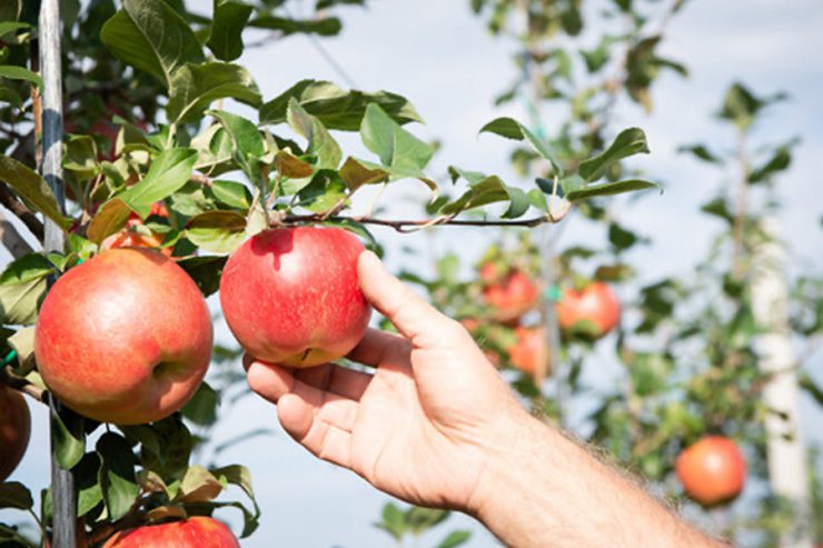 Une récolte record en 15 ans : la saison des pommes du Québec est ...